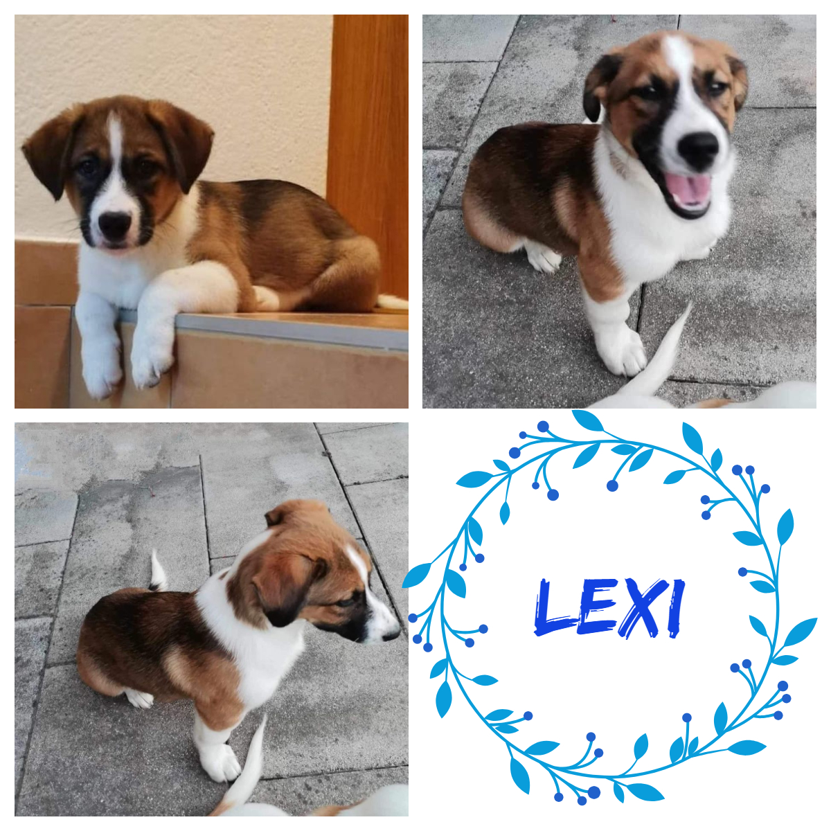 LEXI – Zampa nel Cuore Italia